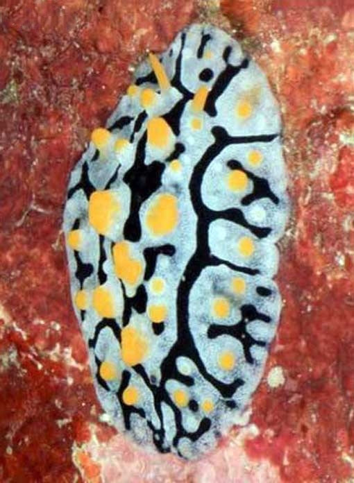 世界十大奇异动物排名，独眼鲨鱼真的存在？ - 360娱乐，你开心就好