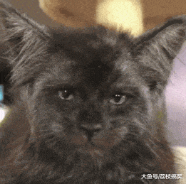 搞笑GIF：这只猫，看眼神我就知道成精了 - 360娱乐，你开心就好