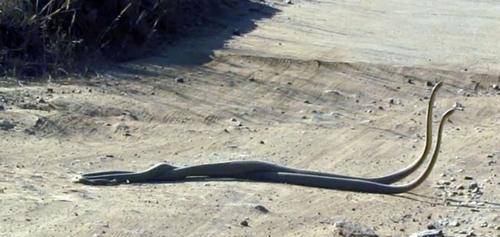 罕见双蛇舞！实拍双蛇缠绕交配前画面…… - 360娱乐，你开心就好